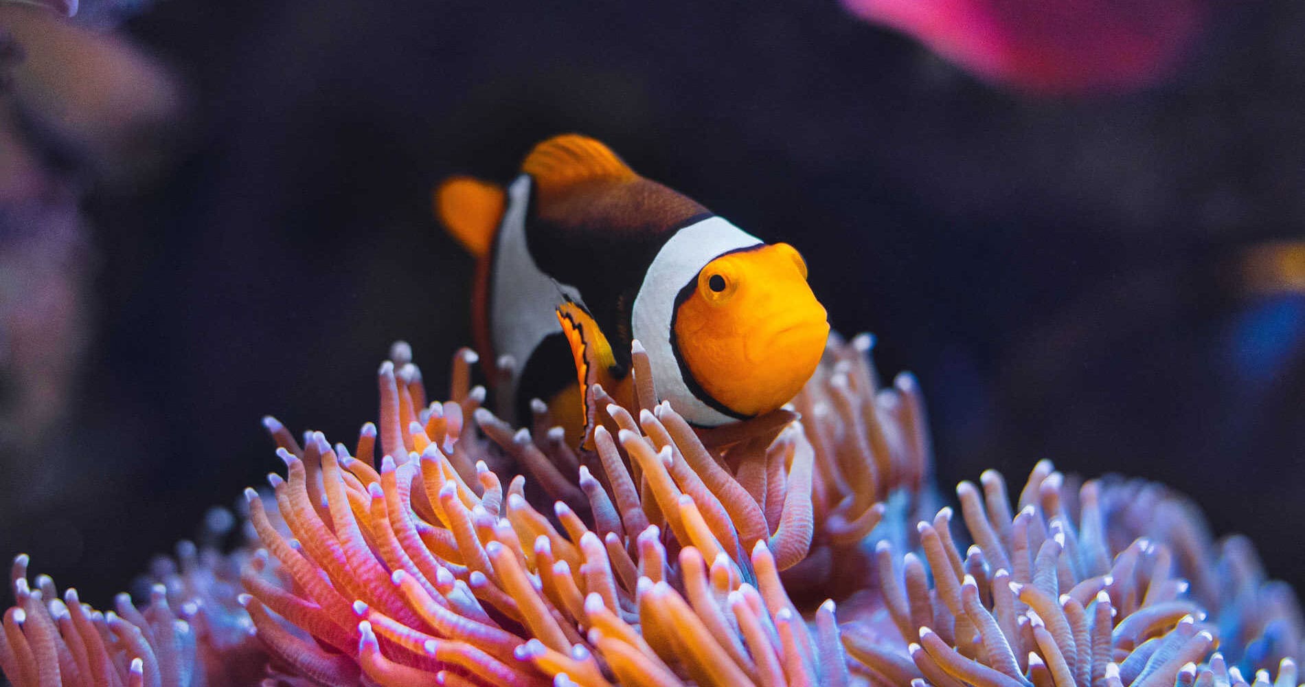 Custom Aquariums and Fish Tanks NY, NJ, PA | Aqua Creations