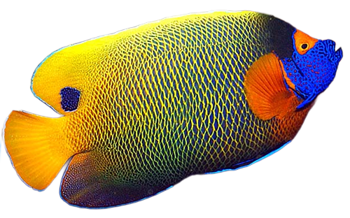 Saltwater Aquariums | Aqua Custom Fish Tanks