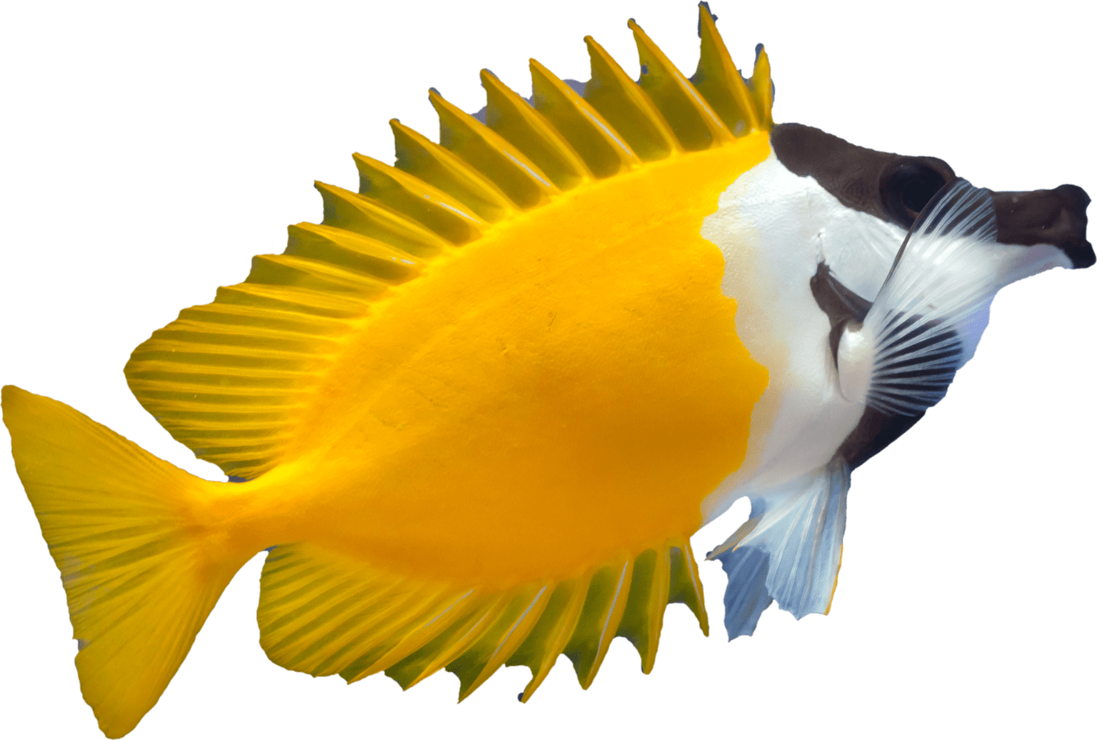 Saltwater Aquariums | Aqua Custom Fish Tanks