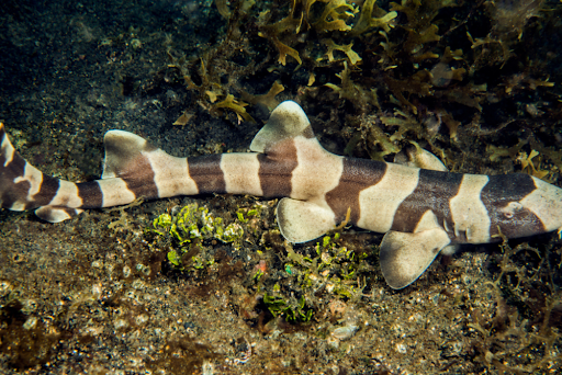 How to Keep Sharks in a Fish Tank | Aqua Creations