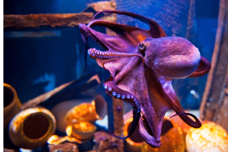 Octopus for Aquarium: Complete Care Guide | Aqua Creations