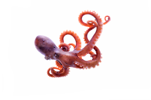 Octopus for Aquarium: Complete Care Guide | Aqua Creations