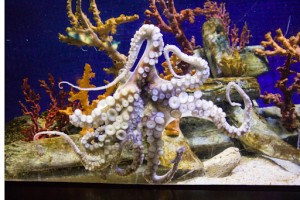 Octopus for Aquarium: Complete Care Guide | Aqua Creations