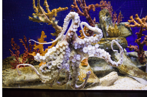 Octopus for Aquarium: Complete Care Guide | Aqua Creations