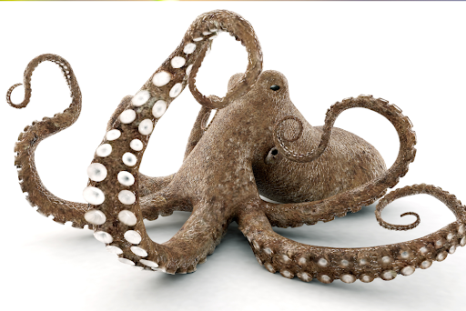 Octopus for Aquarium: Complete Care Guide | Aqua Creations