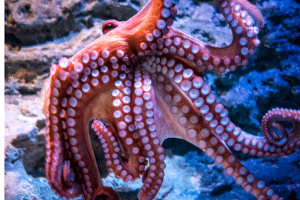 Octopus for Aquarium: Complete Care Guide | Aqua Creations